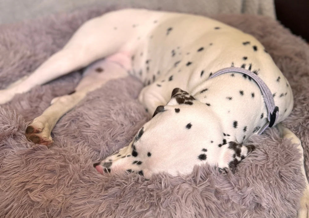 Dog Anxiety Beds UK | Calming Beds for Anxious Dogs