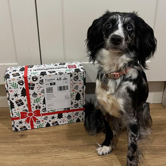 Build a Dog Christmas Gift Box | Personalised Festive Fun
