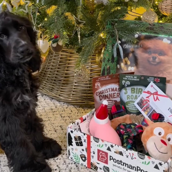Build a Dog Christmas Gift Box | Personalised Festive Fun