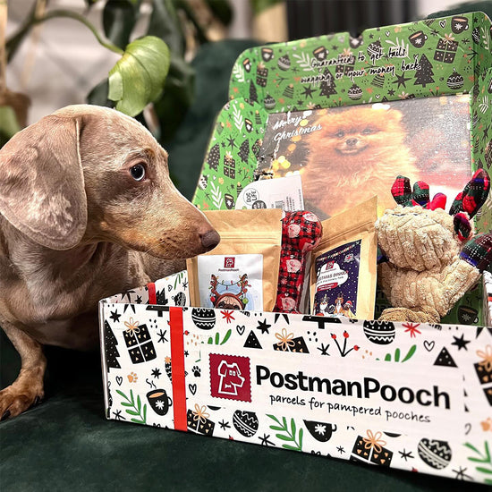 Build a Dog Christmas Gift Box | Personalised Festive Fun